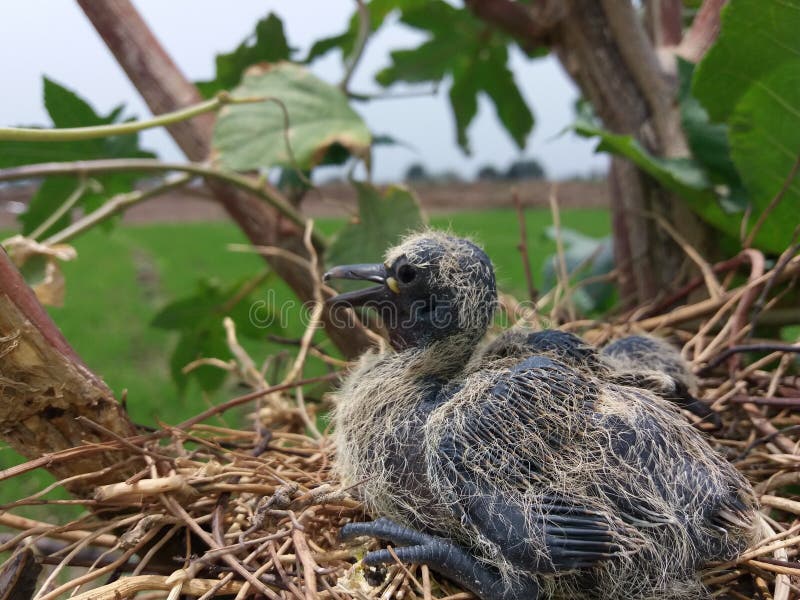 The little Bird child stock photo. Image of nest, child - 119739274