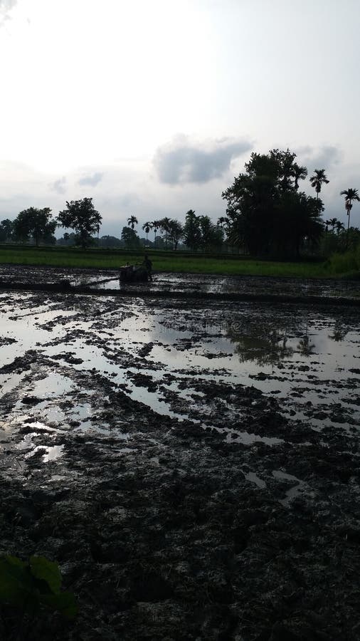 Farm Tree Sky Village Assam Stock Photo - Image of reservoir, marsh ...