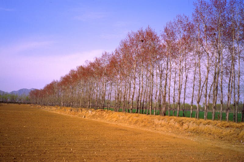 Farm and trees stock photo. Image of travel, beijing, nature - 5307068