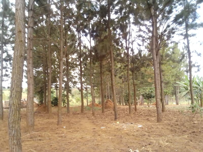 Farm trees in Uganda stock image. Image of forest, uganda - 251526619