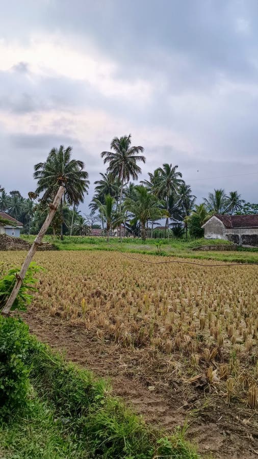 Farm in Tropical Village Lands Stock Photo - Image of tropical, lands ...