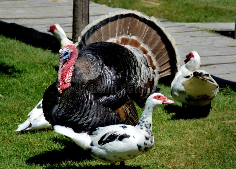 Farm stock photo. Image of thanksgiving, tail, wildlife - 81858068
