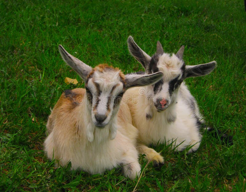 Two Goats sitting stock image. Image of pasture, animals - 21236865
