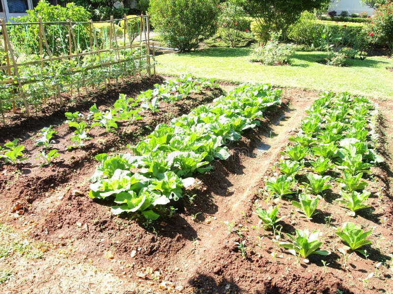 Farm vegetable garden stock photo. Image of green, countryside - 84145292