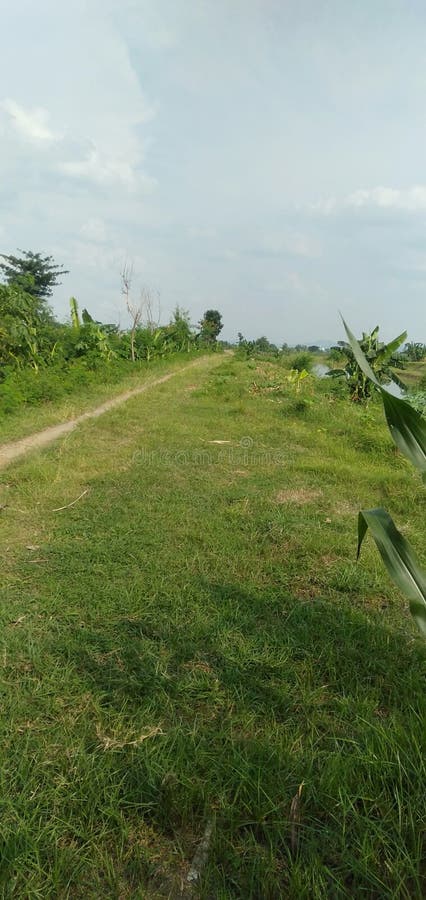 The farm vegetation stock photo. Image of plant, field - 263797158