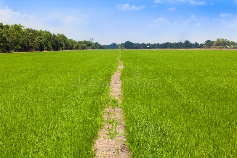 Farm view stock photo. Image of natural, nature, landscape - 31080400