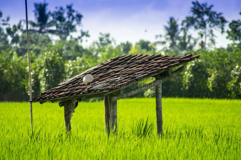 Farm in the vilage stock image. Image of meadow, lawn - 202262659