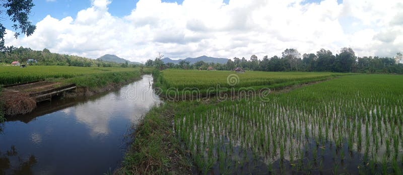 Farm in Village at Morning View Ricefield Stock Photo - Image of marsh ...