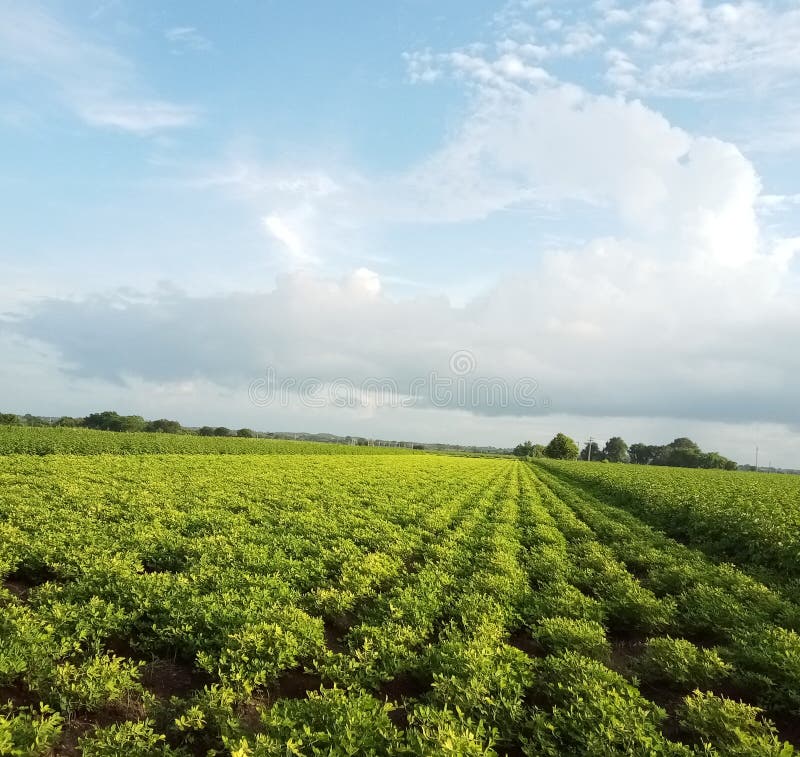 Farm Village Picture Day Light Capture Stock Image - Image of village ...