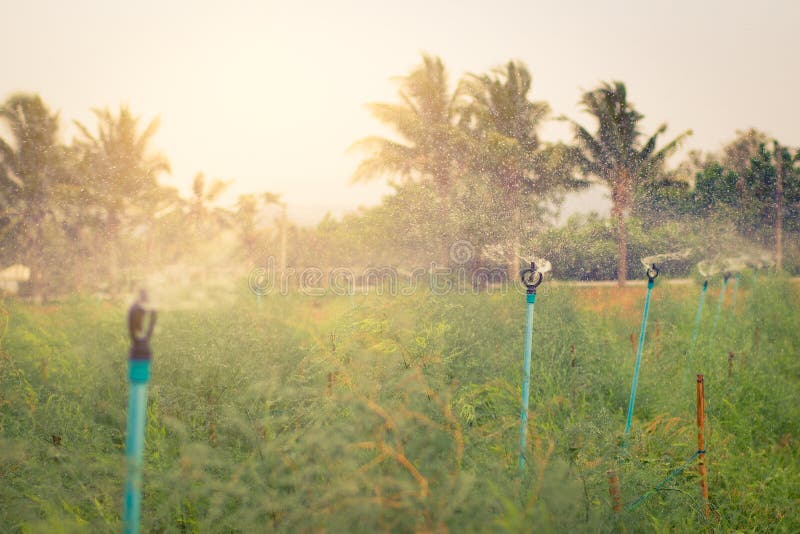 Farm with Water Splash from Sprinklers Stock Photo - Image of growth ...