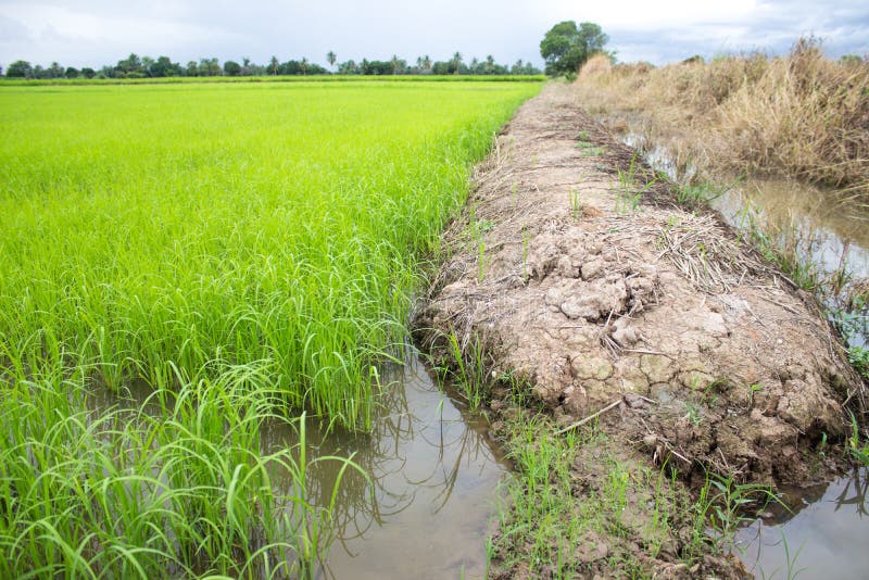The Farm stock photo. Image of farmland, flora, grain - 60840546
