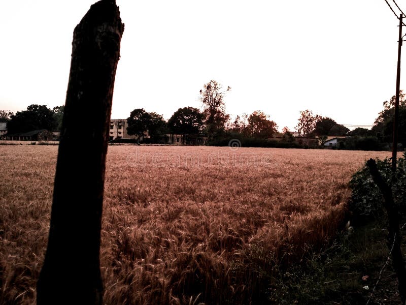 Farm wheat stock image. Image of grains, abstract, farm - 113784047