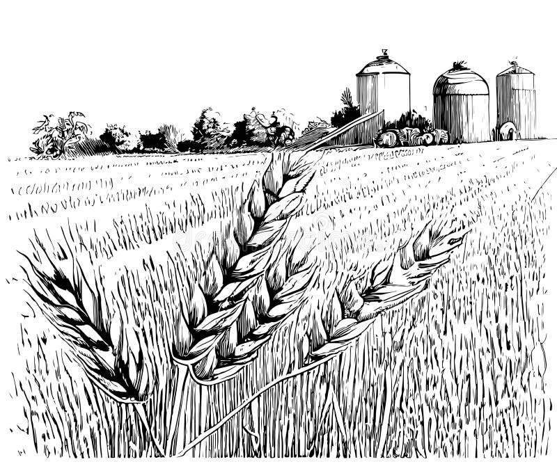 Farm Wheat Field Landscape Hand Drawn Sketch Stock Vector ...