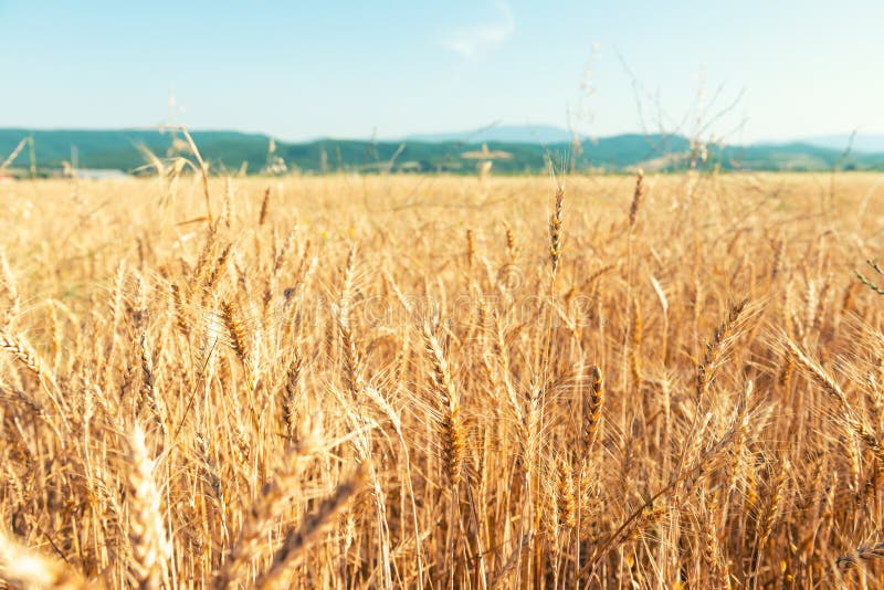 Farm wheat fields stock photo. Image of cloud, plant - 119327928