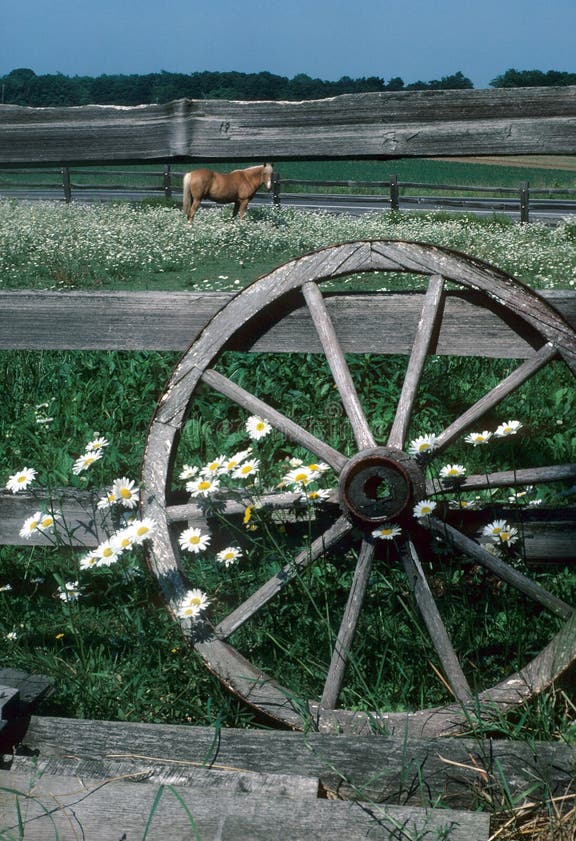 Farm Wheels stock image. Image of wheel, grazing, farm - 4524797