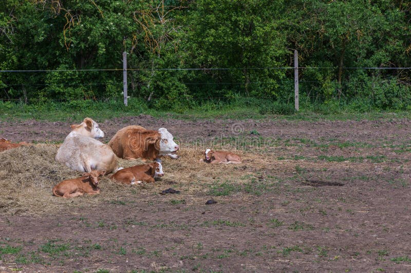 A Farm Where Cows and a Bull with a Calf are Free Stock Photo - Image ...