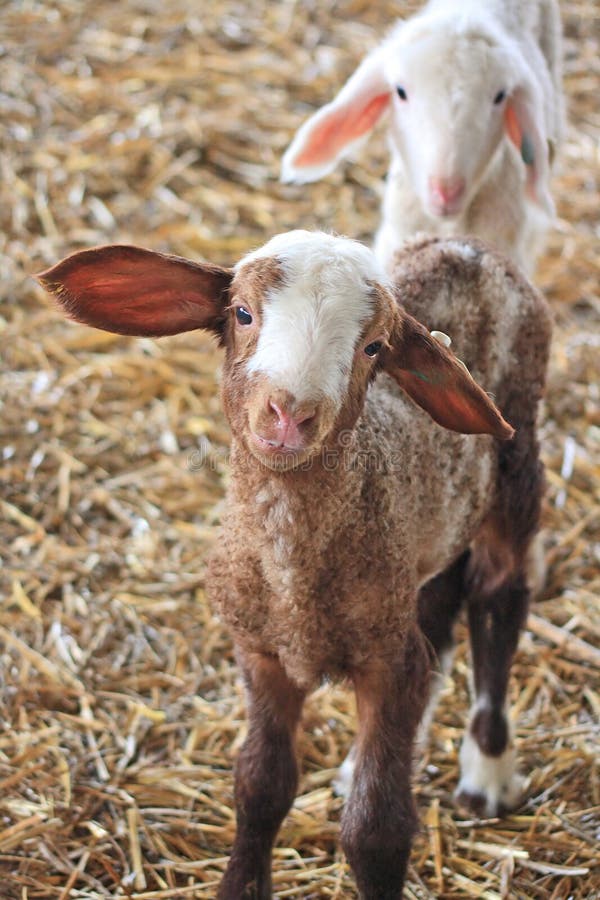 The farm. White sheep stock photo. Image of lamb, white - 16034006