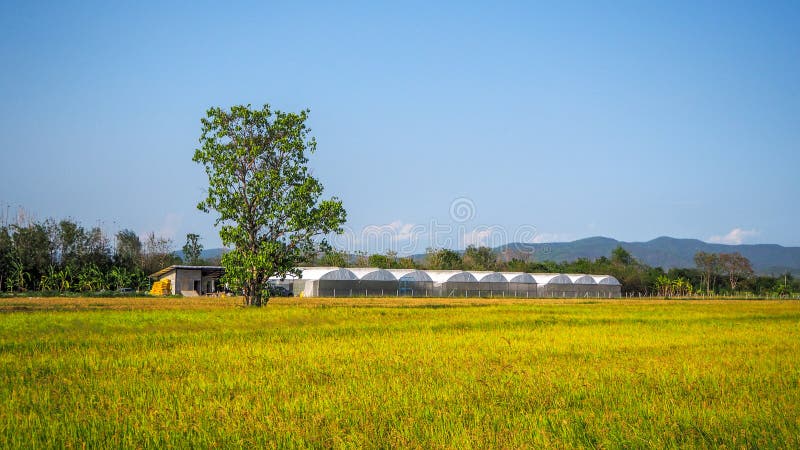 Farm in the wide field stock photo. Image of green, growing - 96088834