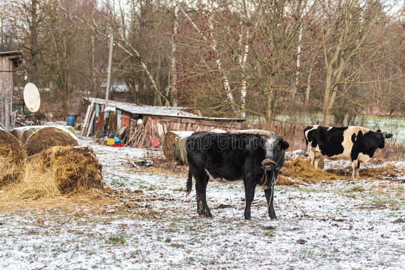 A Farm in the Winter and Cows of Different Colors Grazing Outside Stock ...