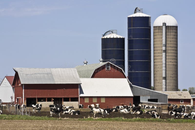 Cow Farm in Wisconsin stock photo. Image of cattle, rural - 21613728