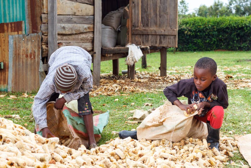 Farm work editorial stock image. Image of woman, corn - 64189824