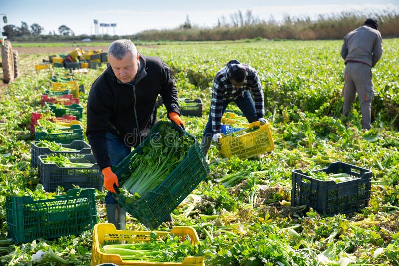 Farm Worker Carrying Crates with Harvested Celery Stock Photo - Image ... Farm Worker Carrying Crates with Harvested Celery Stock Photo - Image ...