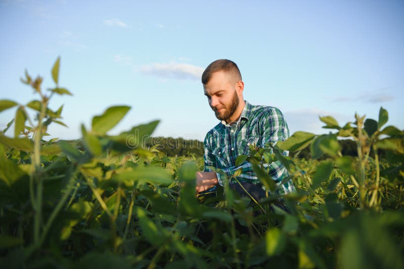 Farm Worker Controls Development of Soybean Plants. Agronomist Checking ...