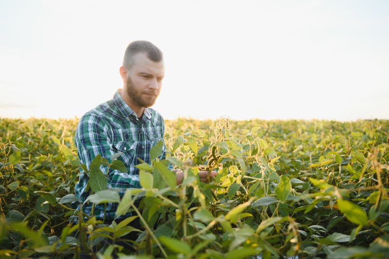 Farm Worker Controls Development of Soybean Plants. Agronomist Checking ...