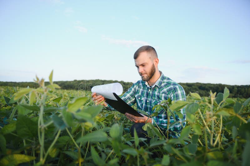 Farm Worker Controls Development of Soybean Plants. Agronomist Checking ...