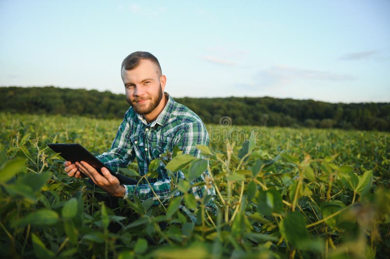 Farm Worker Controls Development of Soybean Plants. Agronomist Checking ...