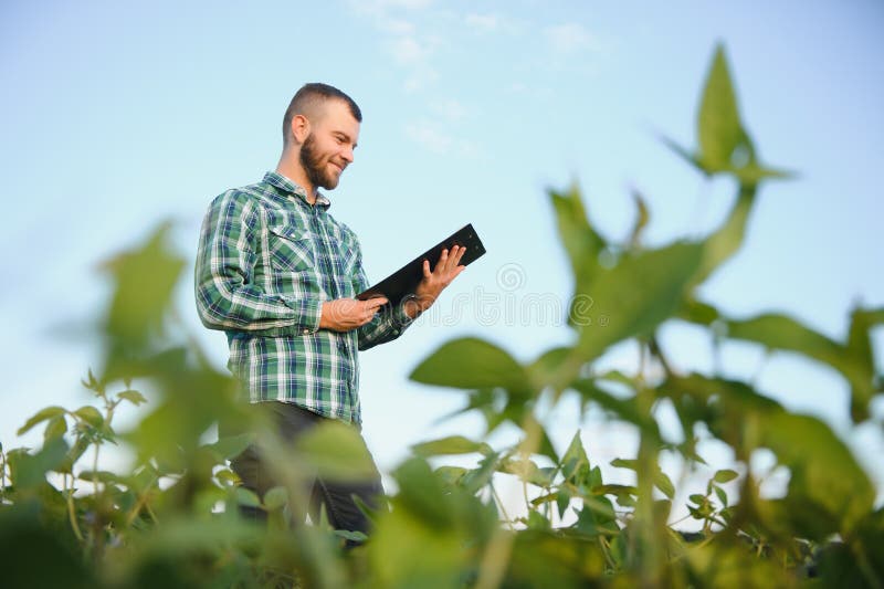 Farm Worker Controls Development of Soybean Plants. Agronomist Checking ...