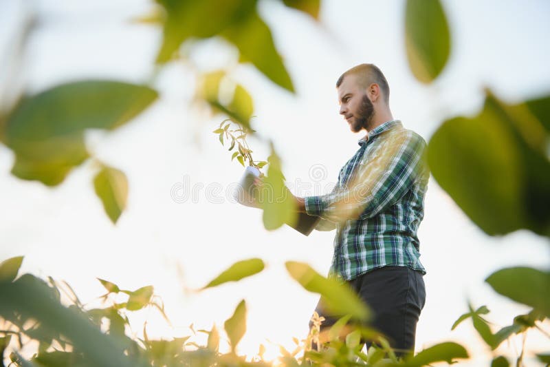 Farm Worker Controls Development of Soybean Plants. Agronomist Checking ...