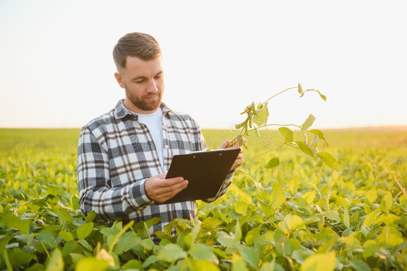 Farm Worker Controls Development of Soybean Plants. Agronomist Checking ...
