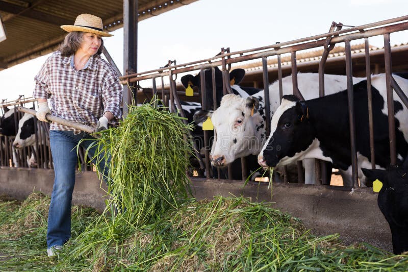 Farm Worker Feeding Fresh Grass To Cows in Barn Stock Photo - Image of ...