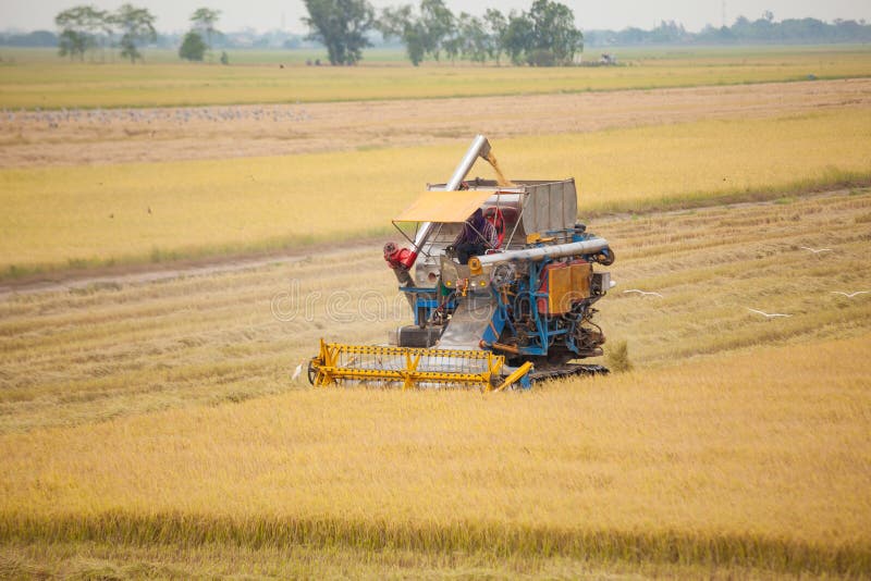 Combine Harvester on Field Harvesting Rice Editorial Image - Image of ...
