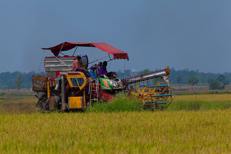 Farm Worker Harvesting Rice Editorial Photography - Image of machinery ...
