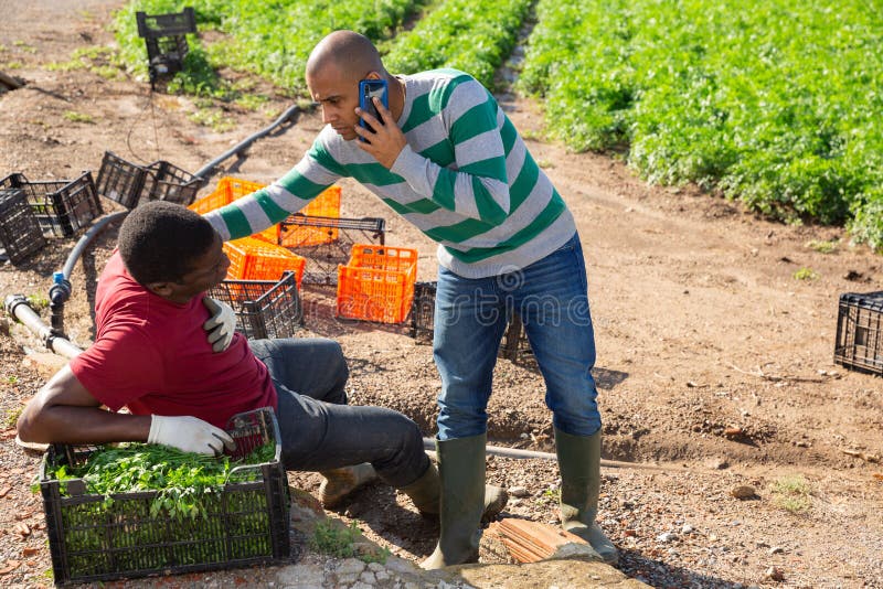 Farm Worker Having Pain, Man Calling Doctor Stock Photo - Image of ...