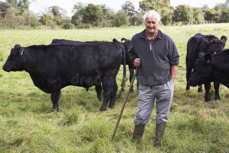 Farm Worker with Herd of Cows Stock Image - Image of outdoors, farm ...