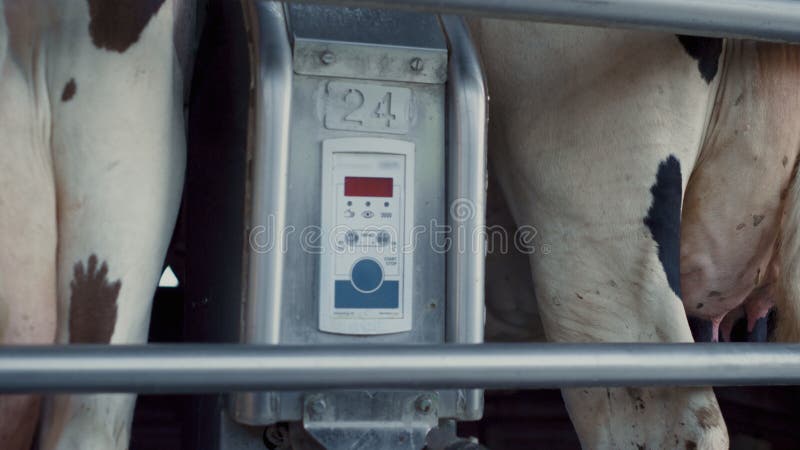 Farm Worker Milking System Check Process on Automatic Technological ...