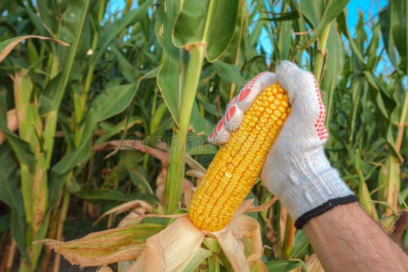 Picking Corn Crop stock image. Image of combining, crop - 35007113