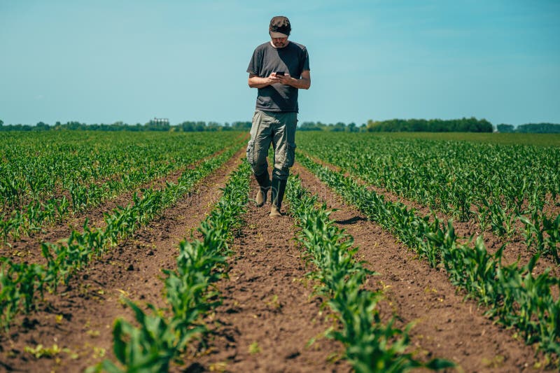 Farm Worker with Smartphone Standing in Corn Seedling Field Stock Image ...