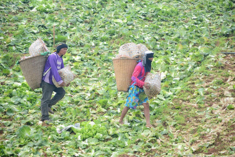 Farm Worker editorial stock photo. Image of gardener - 45789933