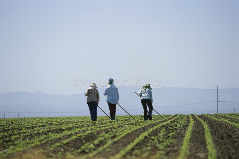 Farm workers editorial stock photo. Image of united, person - 23161038