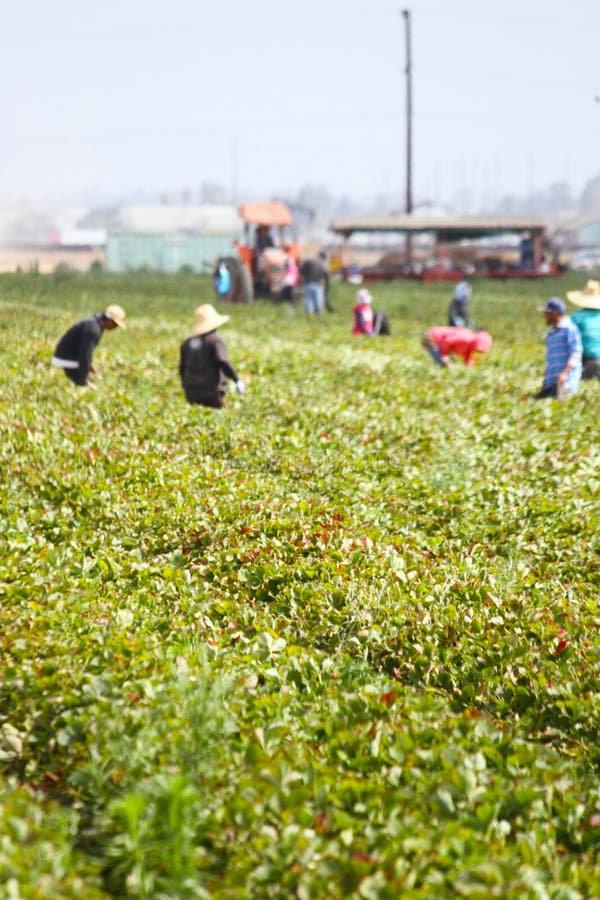 Farm Workers editorial stock image. Image of farmers - 56777144