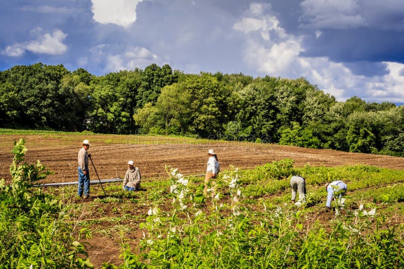Farm Workers editorial stock image. Image of farmers - 56777144