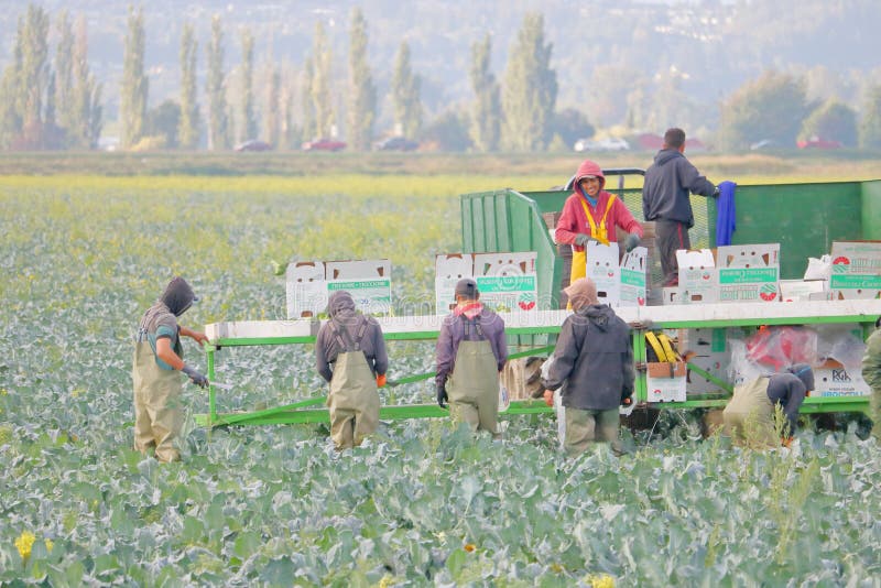 Farm Workers editorial stock image. Image of farmers - 56777144
