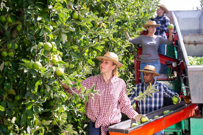 Workers Harvesting Ripe Apples Using Sorting Machine Stock Photo ... Workers Harvesting Ripe Apples Using Sorting Machine Stock Photo ...