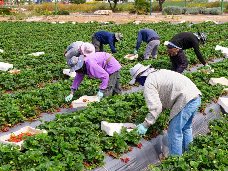 Farm Workers Picking Ripe Strawberries into Small White Boxes. Stock ...