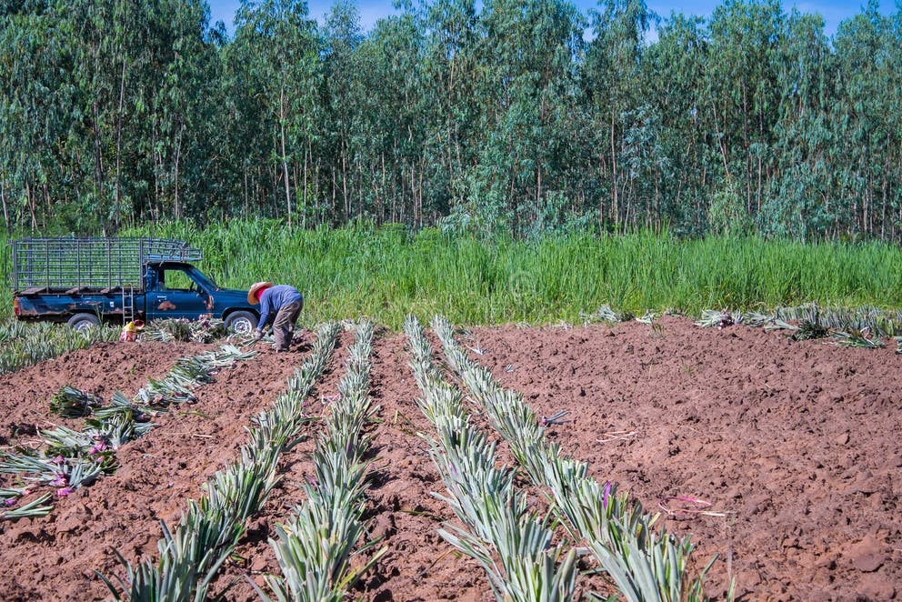 Farm workers stock photo. Image of thai, work, farm, weed - 74821748