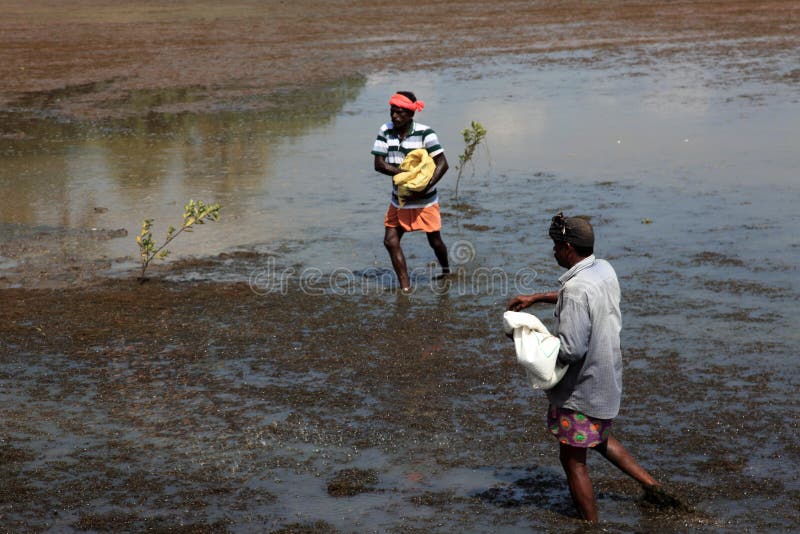 Paddy Workers during Summer Season Editorial Image - Image of summer ...